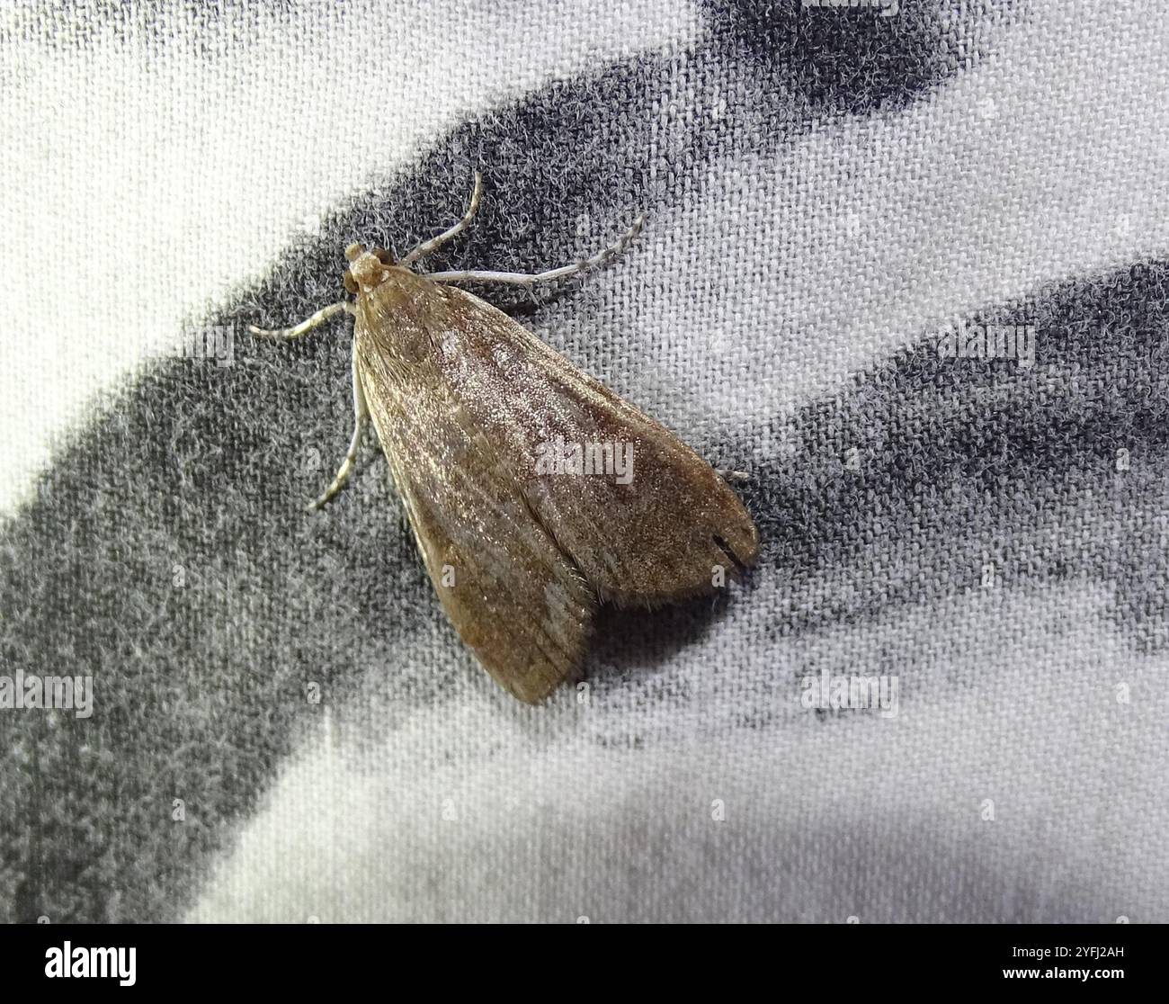 Waterlily Borer Moth (Elophila gyralis Stock Photo - Alamy