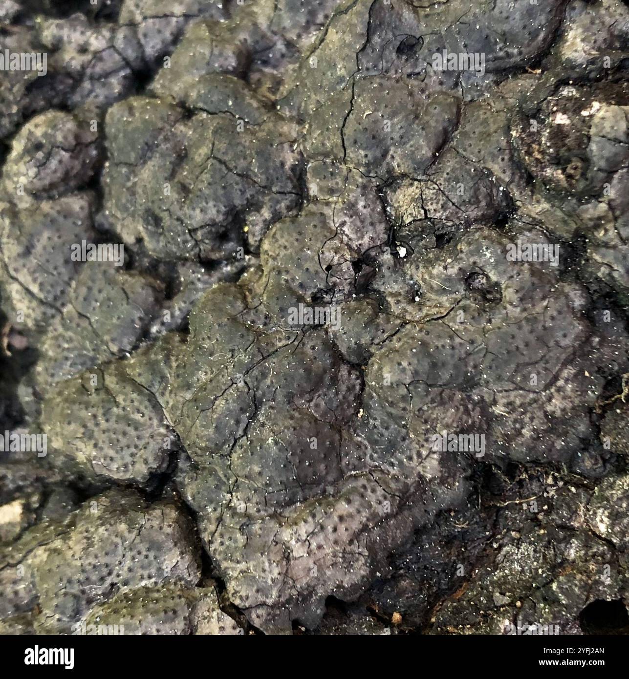 Brittle Cinder (Kretzschmaria deusta Stock Photo - Alamy