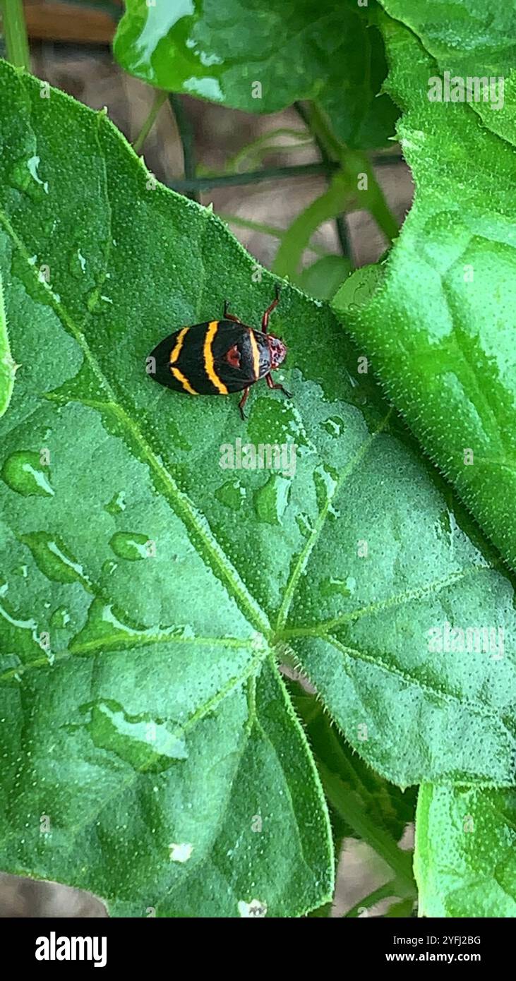 Two-lined Spittlebug (Prosapia bicincta Stock Photo - Alamy