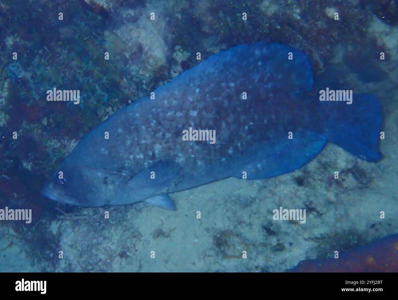 Greater Soapfish (Rypticus saponaceus Stock Photo - Alamy