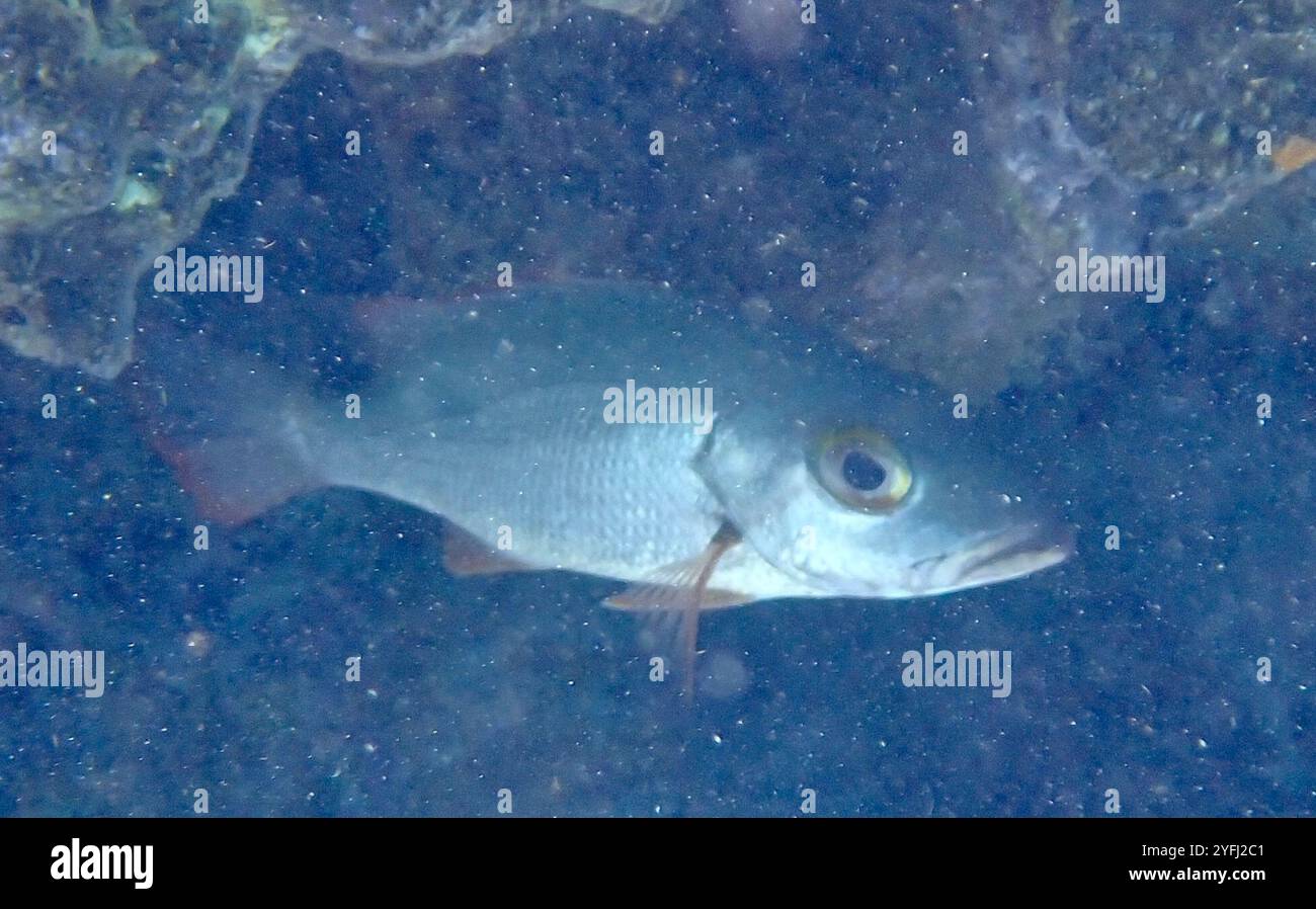 Mahogany Snapper (Lutjanus mahogoni Stock Photo - Alamy