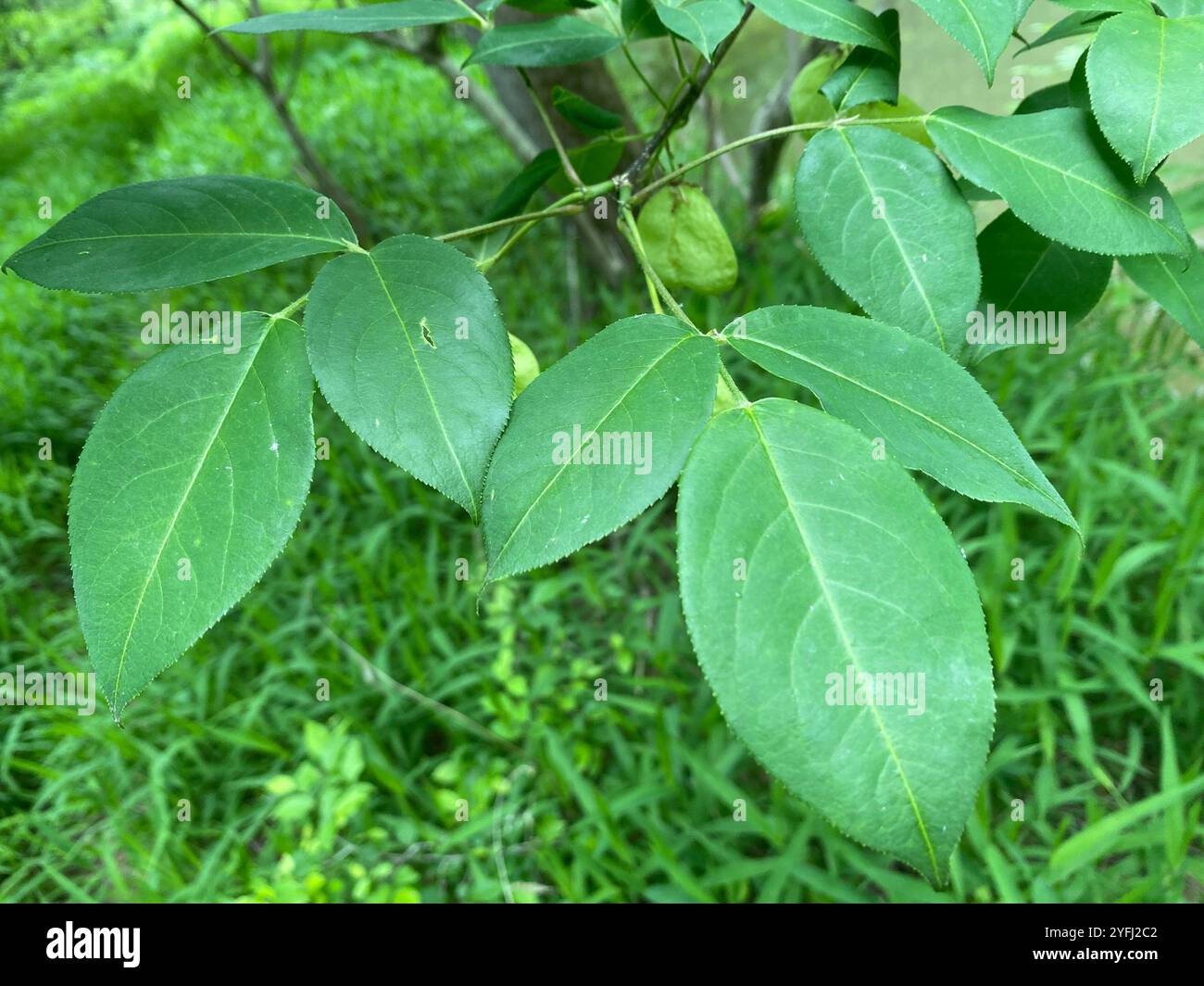 American bladdernut hi-res stock photography and images - Alamy