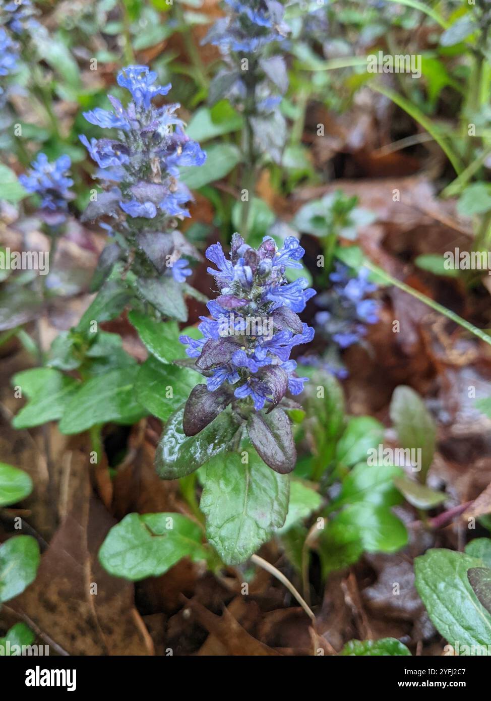 carpet bugle (Ajuga reptans Stock Photo - Alamy