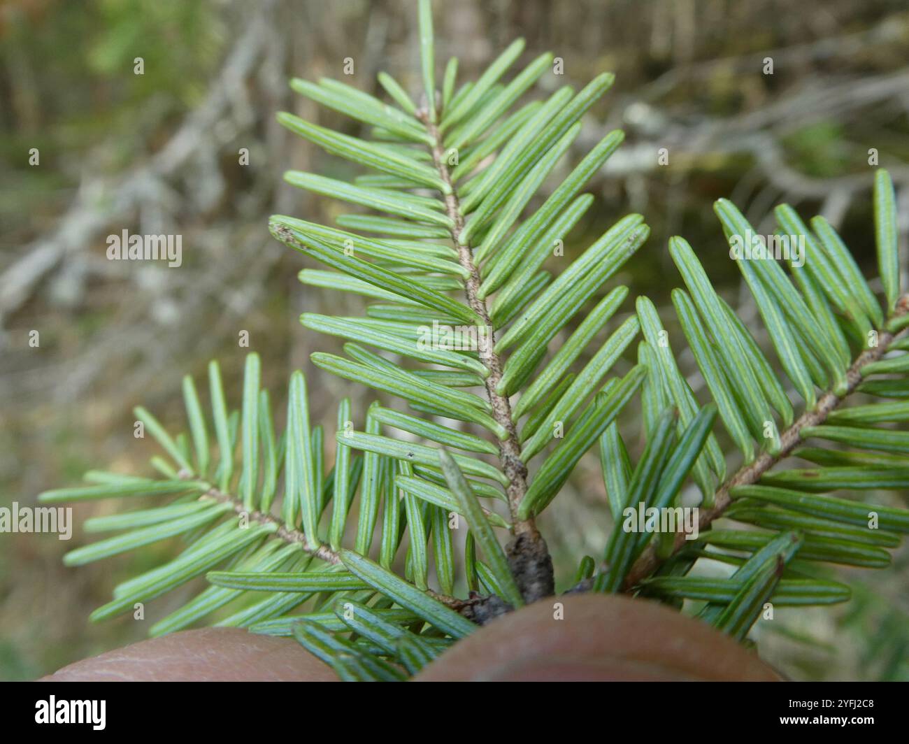 balsam fir (Abies balsamea Stock Photo - Alamy