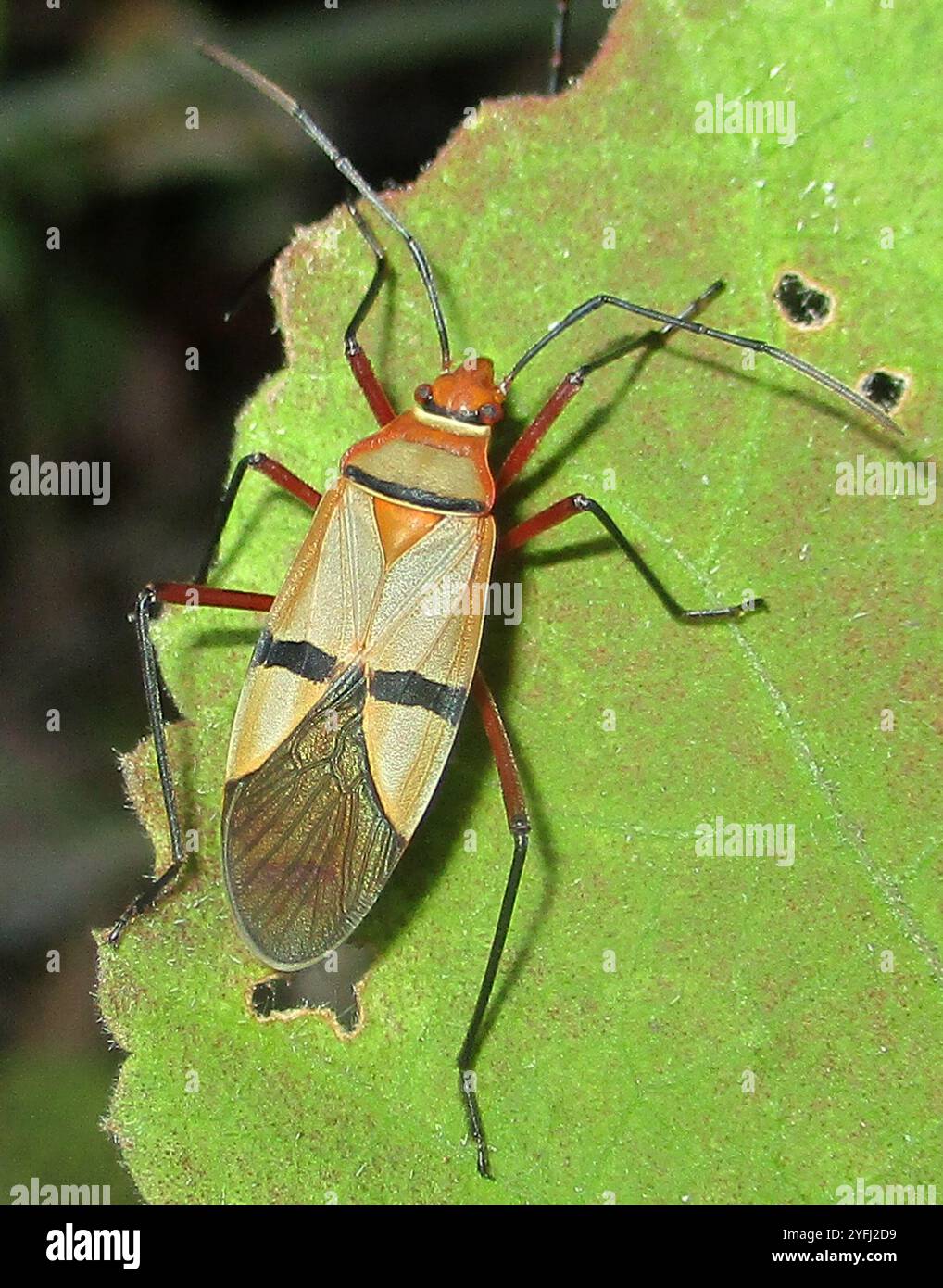 Dysdercus nigrofasciatus hi-res stock photography and images - Alamy