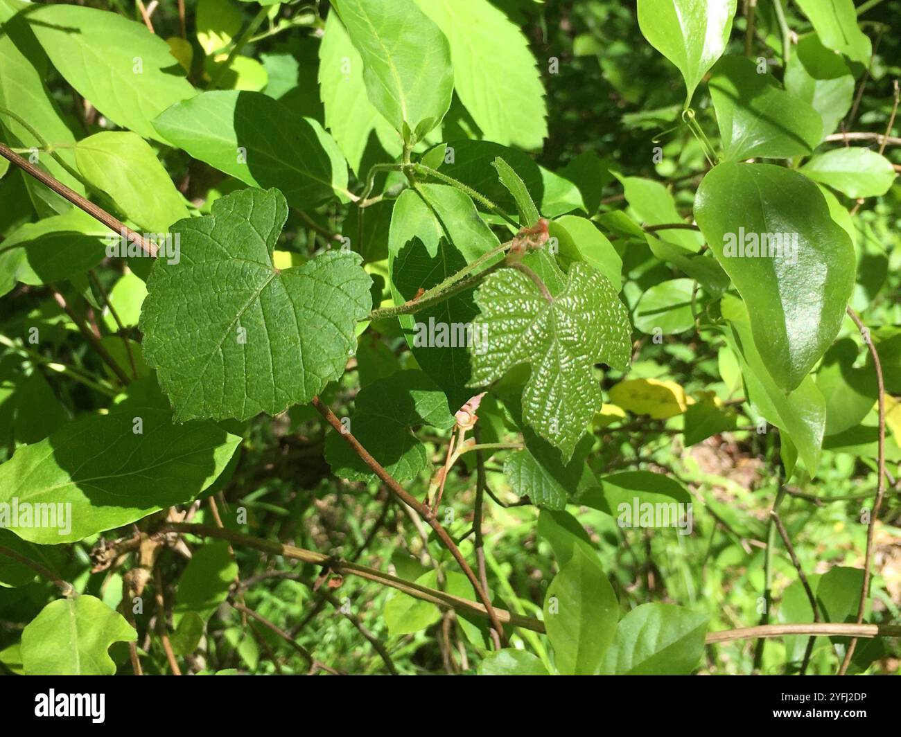 graybark grape (Vitis cinerea Stock Photo - Alamy