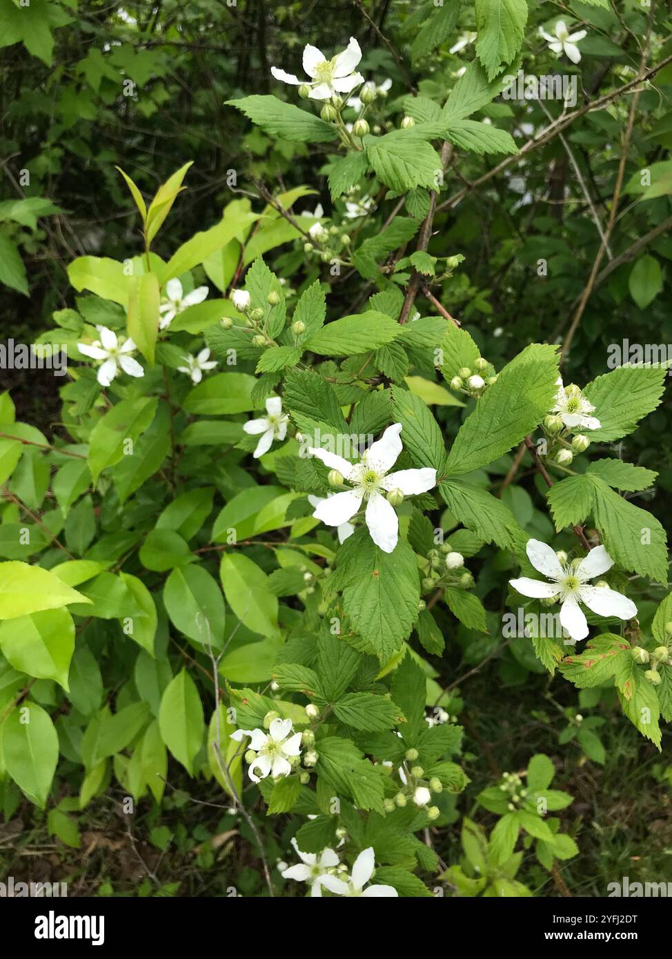 Pensilvanicus hi-res stock photography and images - Alamy