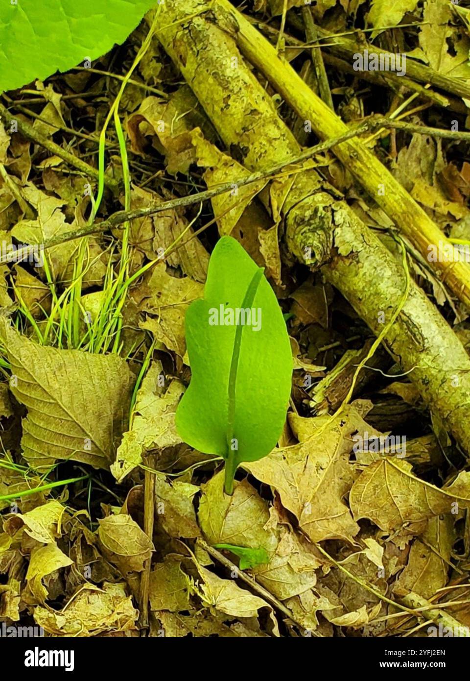 southern adder's-tongue (Ophioglossum vulgatum Stock Photo - Alamy