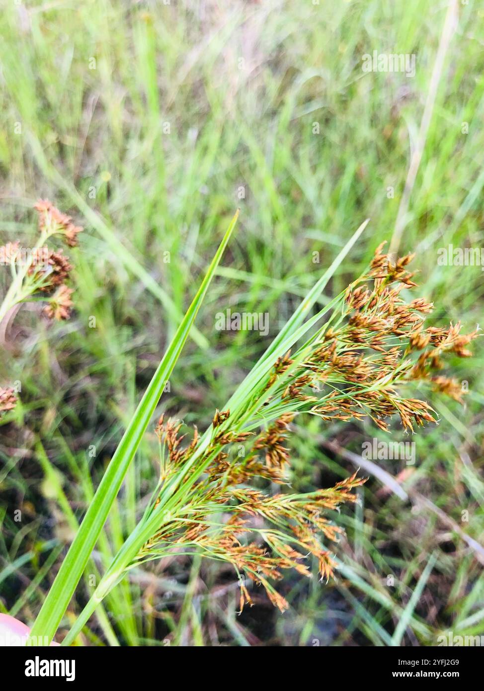 nodding beaksedge (Rhynchospora inexpansa Stock Photo - Alamy