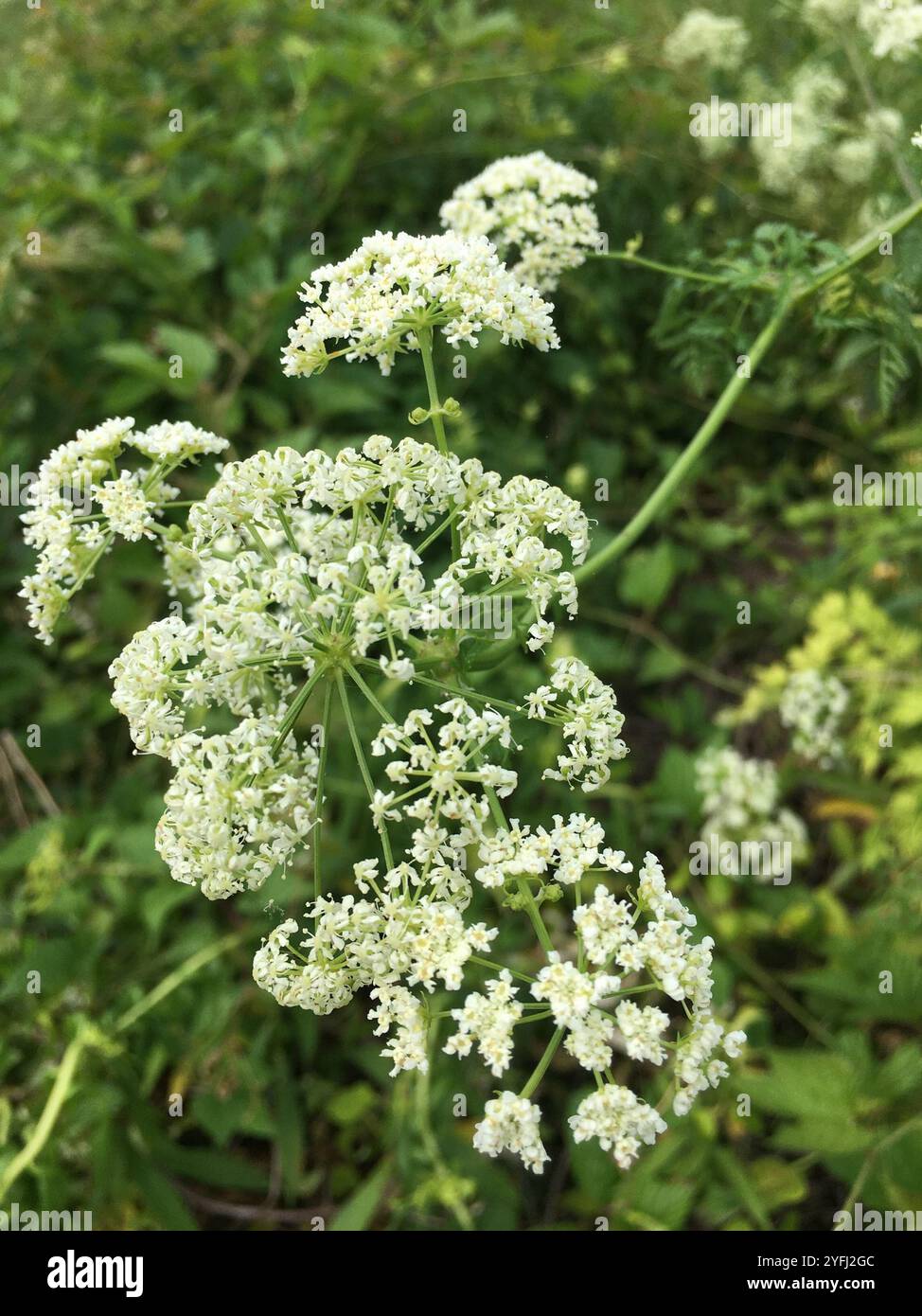 poison hemlock (Conium maculatum Stock Photo - Alamy