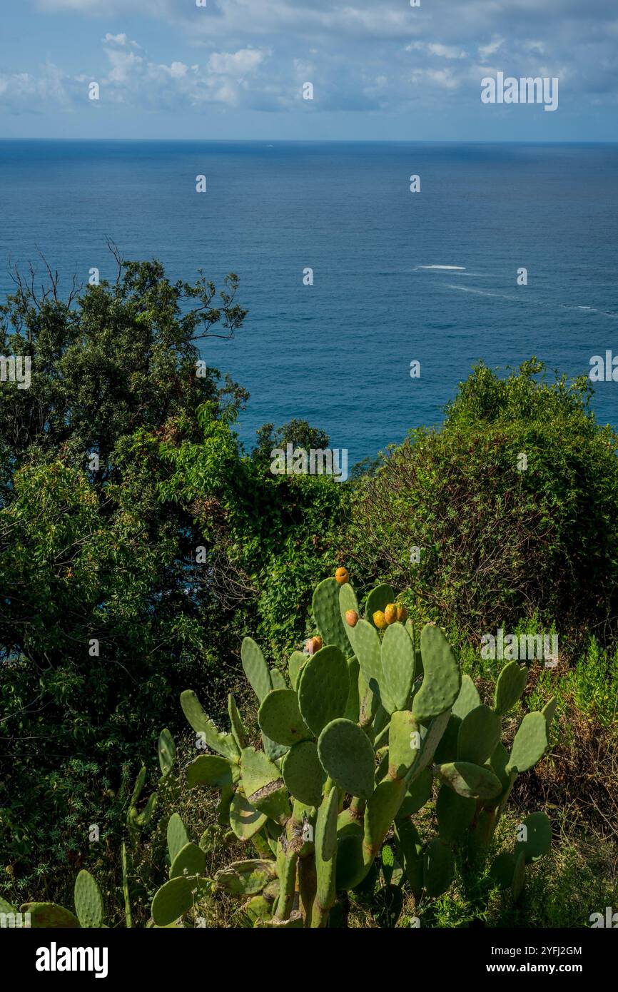 Cactus hiking trail hi-res stock photography and images - Alamy