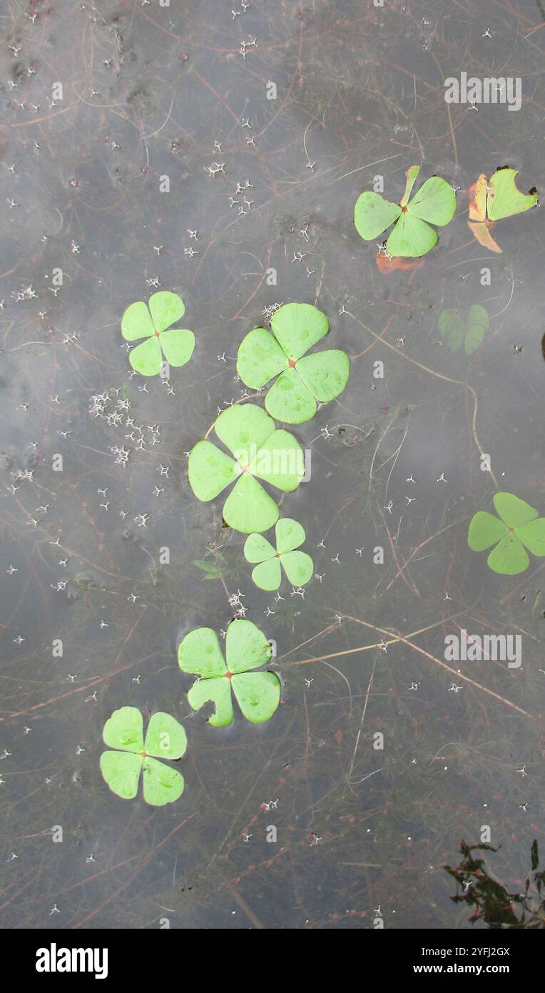 Helicopter Ferns (Marsilea Stock Photo - Alamy