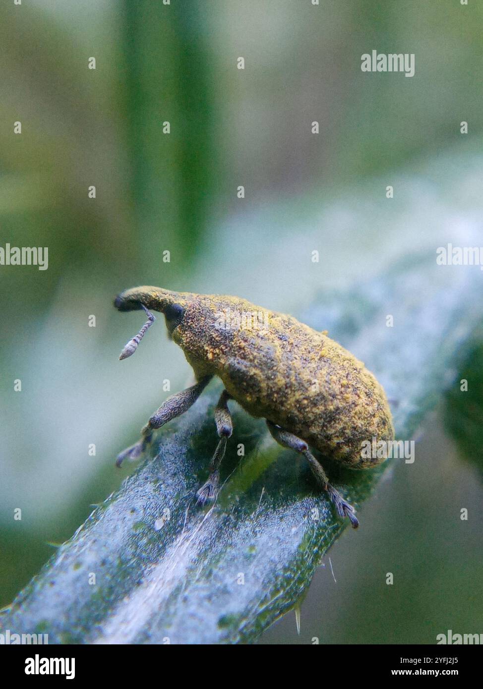 Carlinae hi-res stock photography and images - Alamy