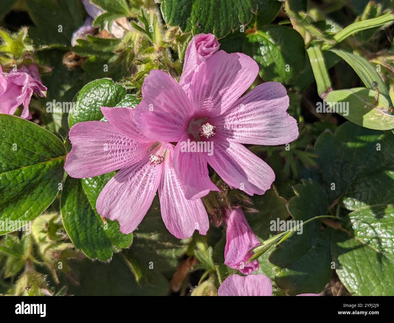 checkerbloom (Sidalcea malviflora Stock Photo - Alamy