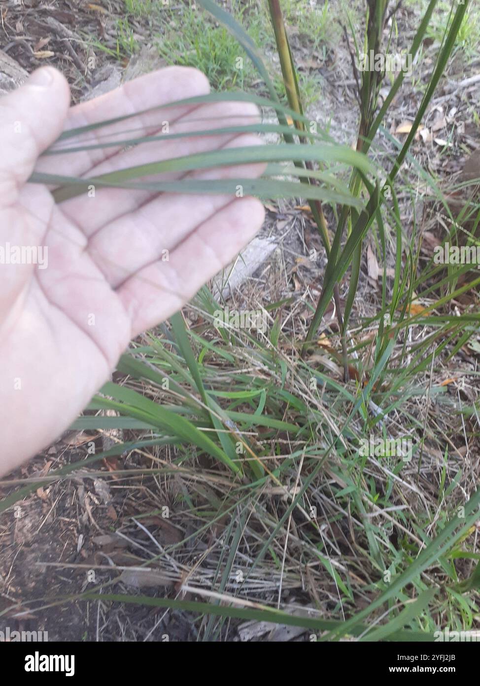 Thatch Saw-sedge (Gahnia radula Stock Photo - Alamy