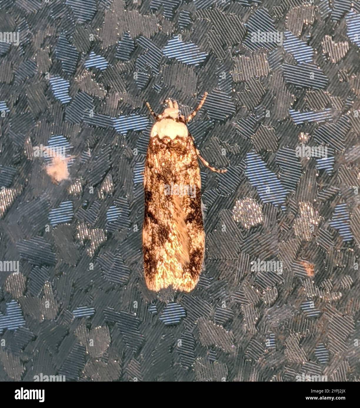 White-shouldered House Moth (Endrosis sarcitrella Stock Photo - Alamy