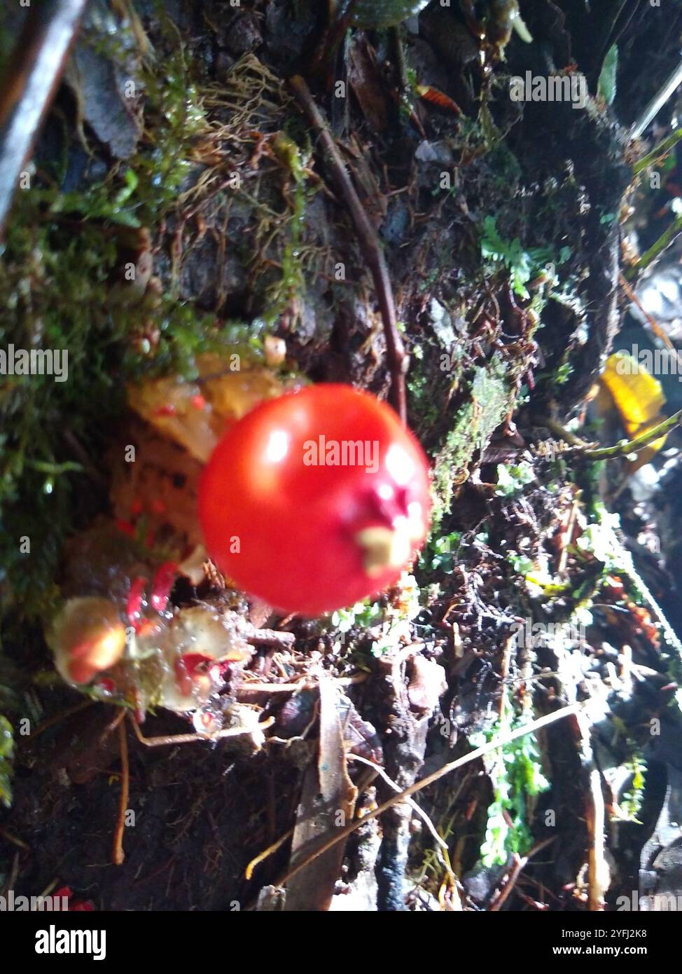 stalked puffball-in-aspic (Calostoma cinnabarinum Stock Photo - Alamy