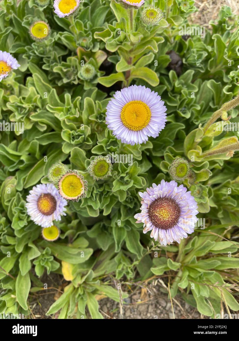 seaside daisy (Erigeron glaucus Stock Photo - Alamy