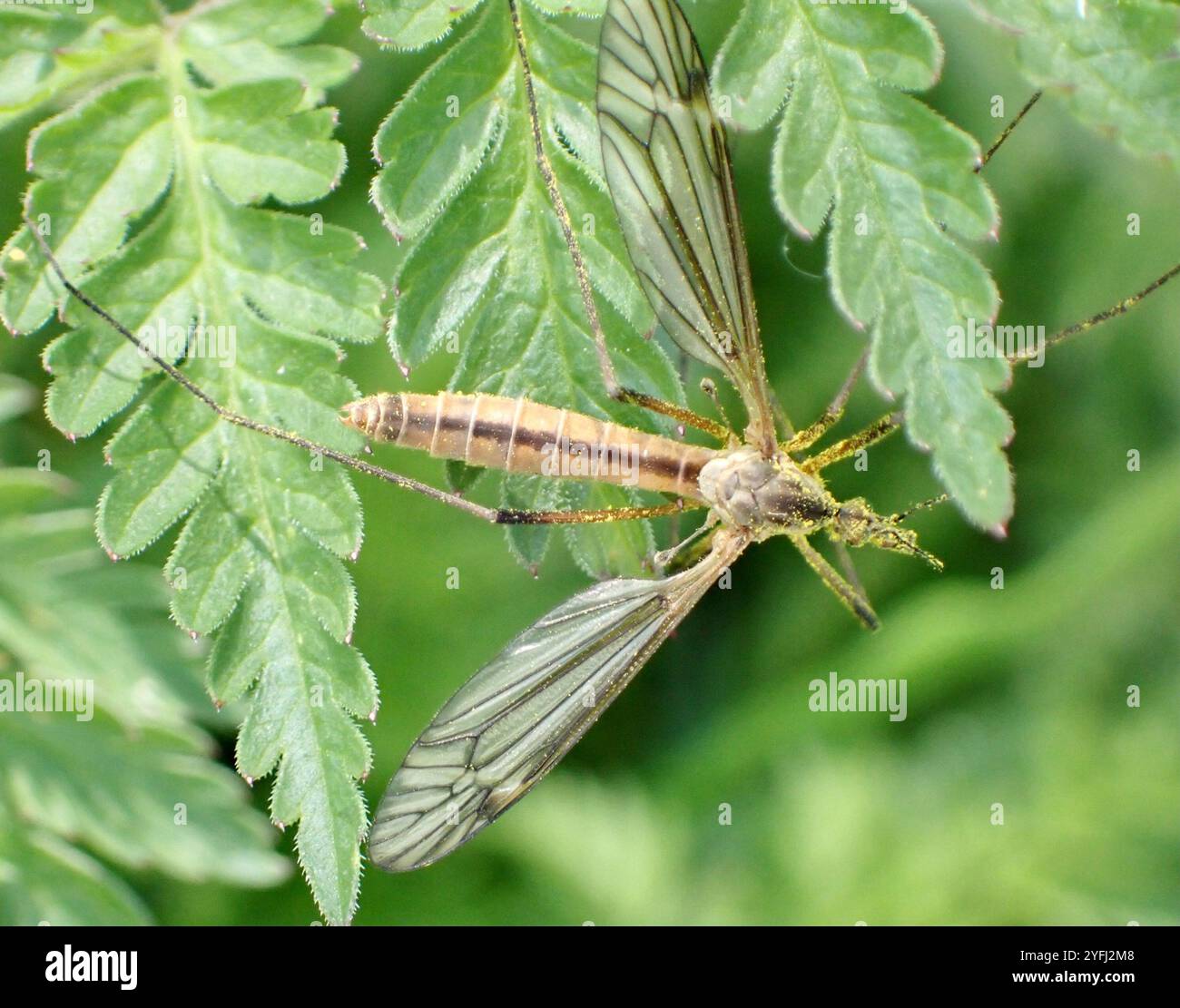 Cranefly tipula vernalis hi-res stock photography and images - Alamy