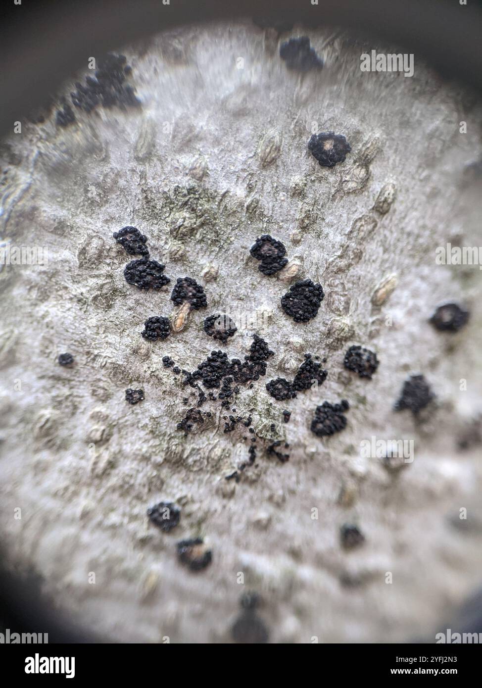 Beech Bark Canker Fungus (Neonectria faginata Stock Photo - Alamy