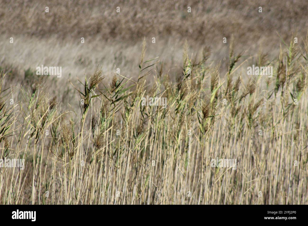 common reed (Phragmites australis Stock Photo - Alamy
