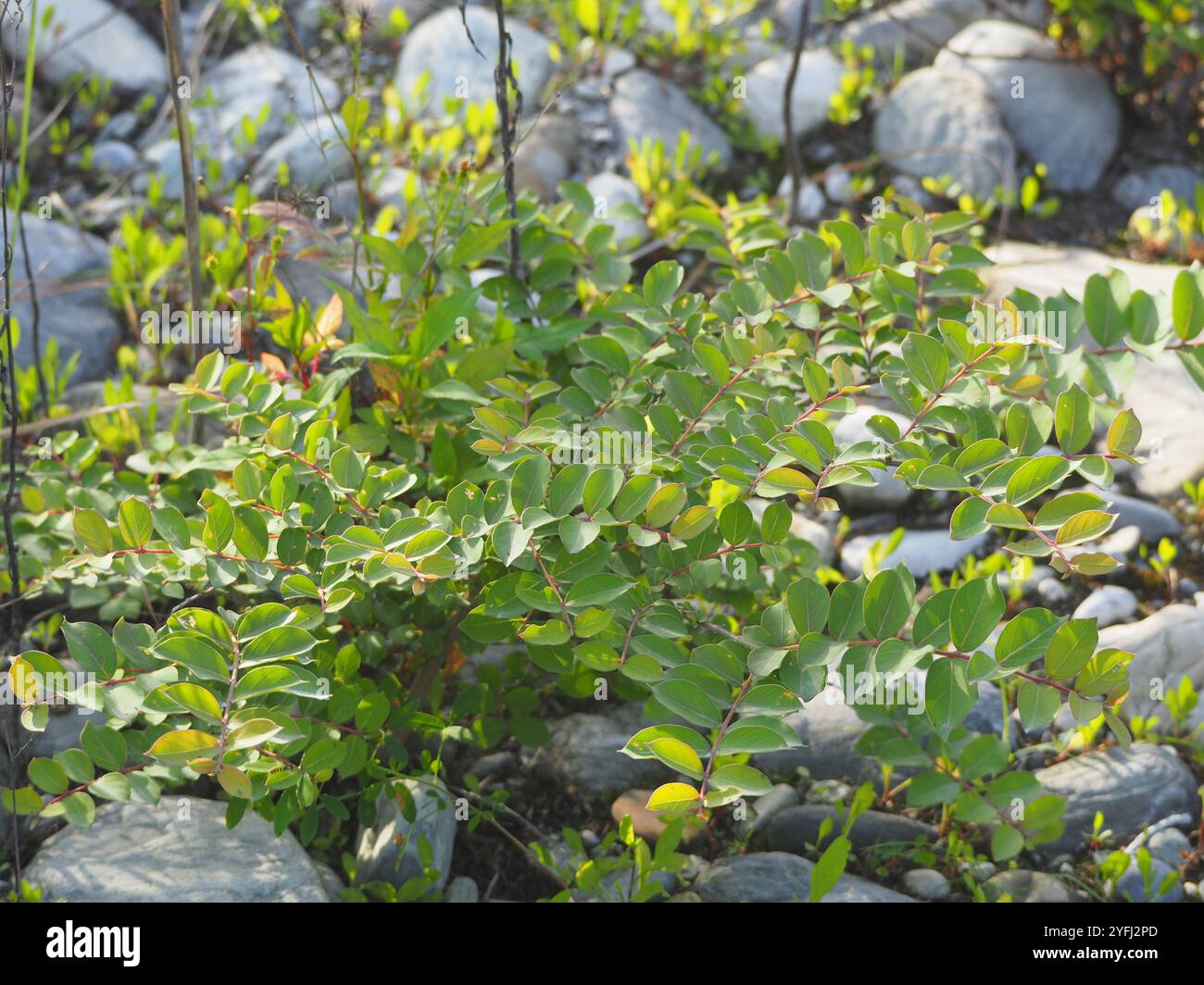 Subcostate Crape Myrtle (Lagerstroemia subcostata Stock Photo - Alamy
