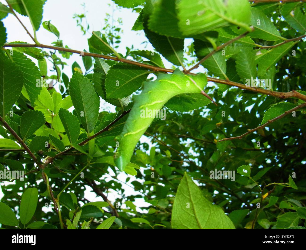 Marumba hi-res stock photography and images - Alamy