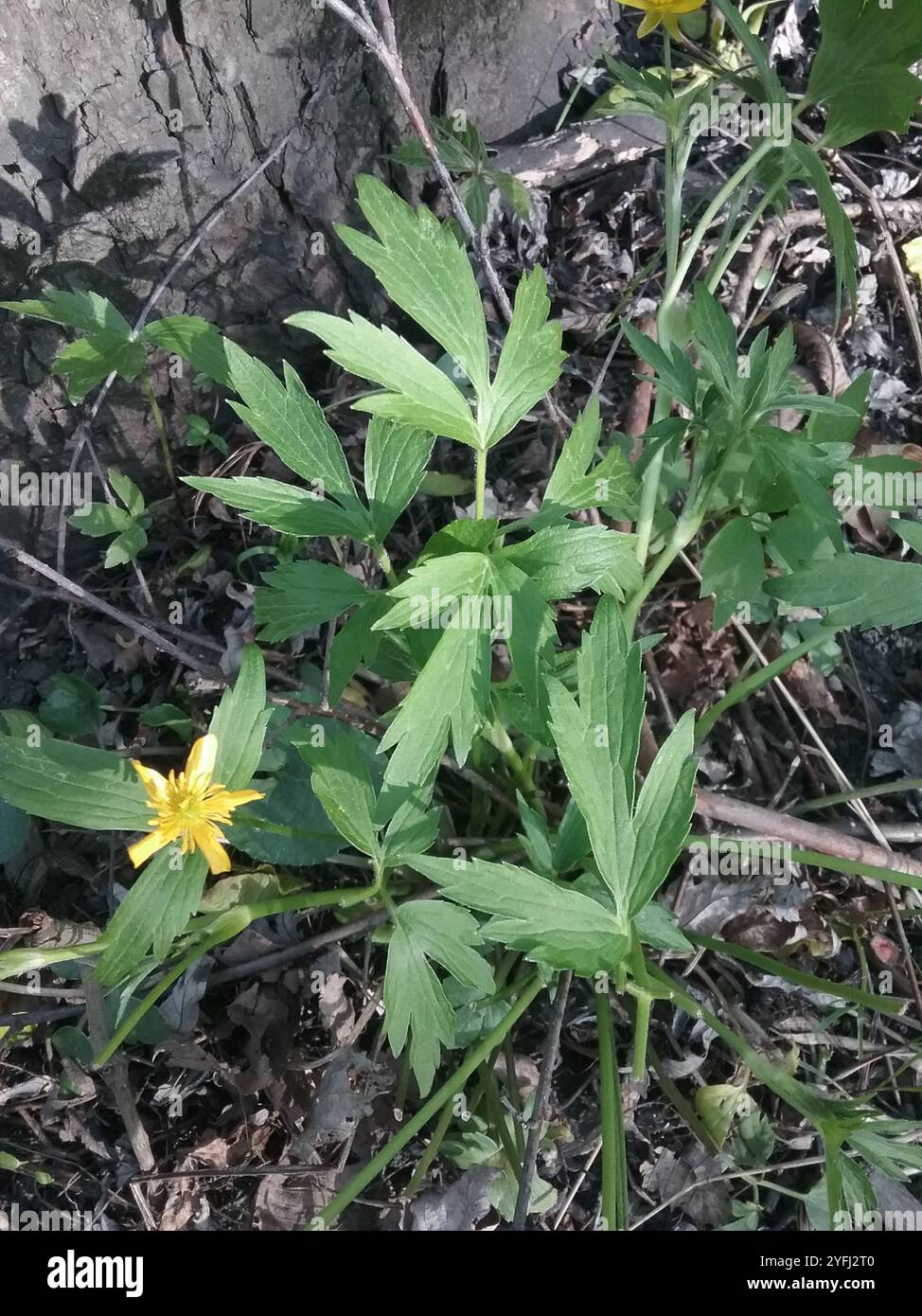 Ranunculus hispidus hi-res stock photography and images - Alamy
