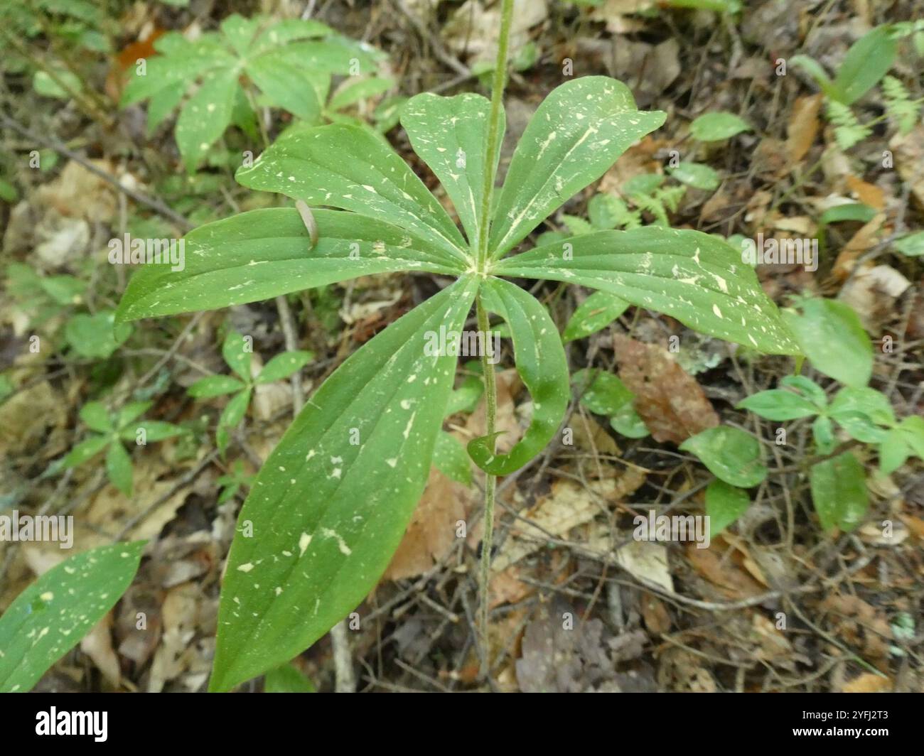 Cucumber Root (Medeola virginiana Stock Photo - Alamy