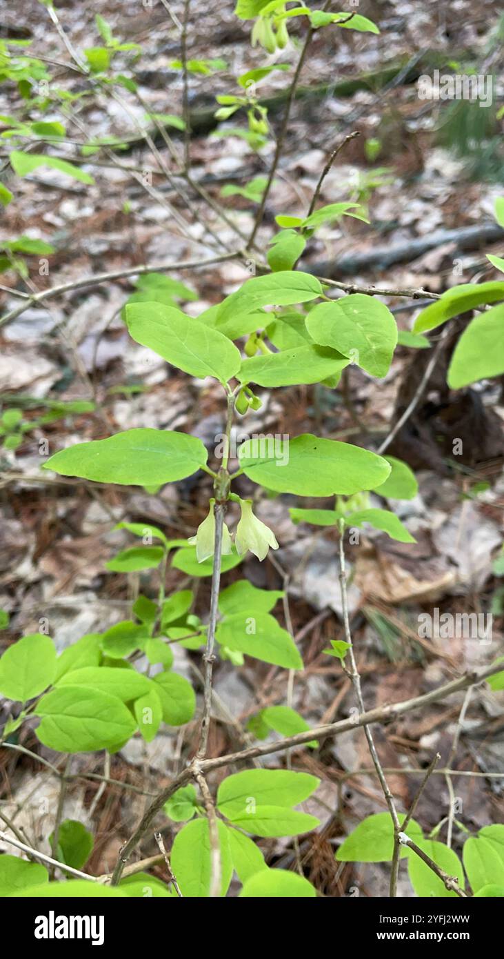 American fly-honeysuckle (Lonicera canadensis Stock Photo - Alamy
