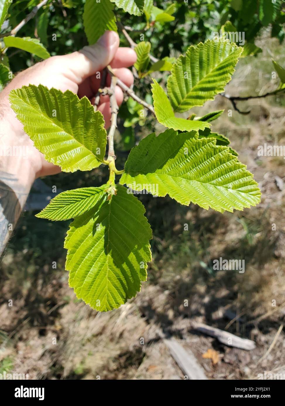 Red Alder (Alnus rubra Stock Photo - Alamy