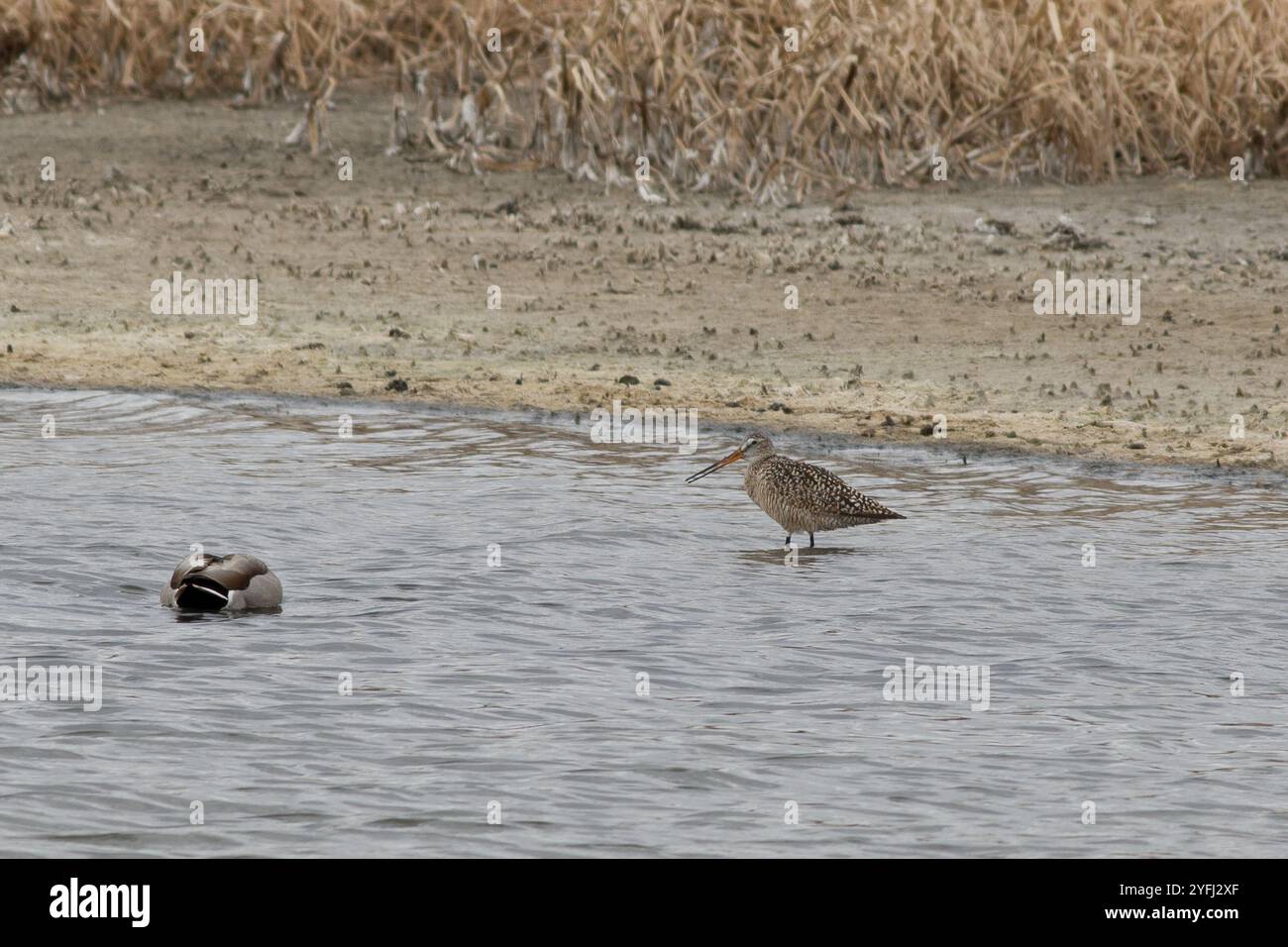 Marbled Godwit (Limosa fedoa Stock Photo - Alamy