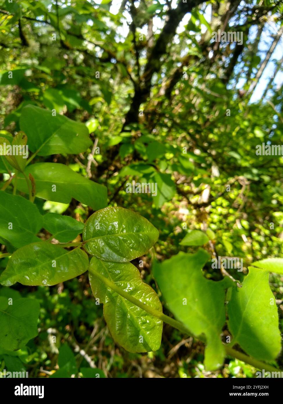 Pacific poison oak (Toxicodendron diversilobum Stock Photo - Alamy