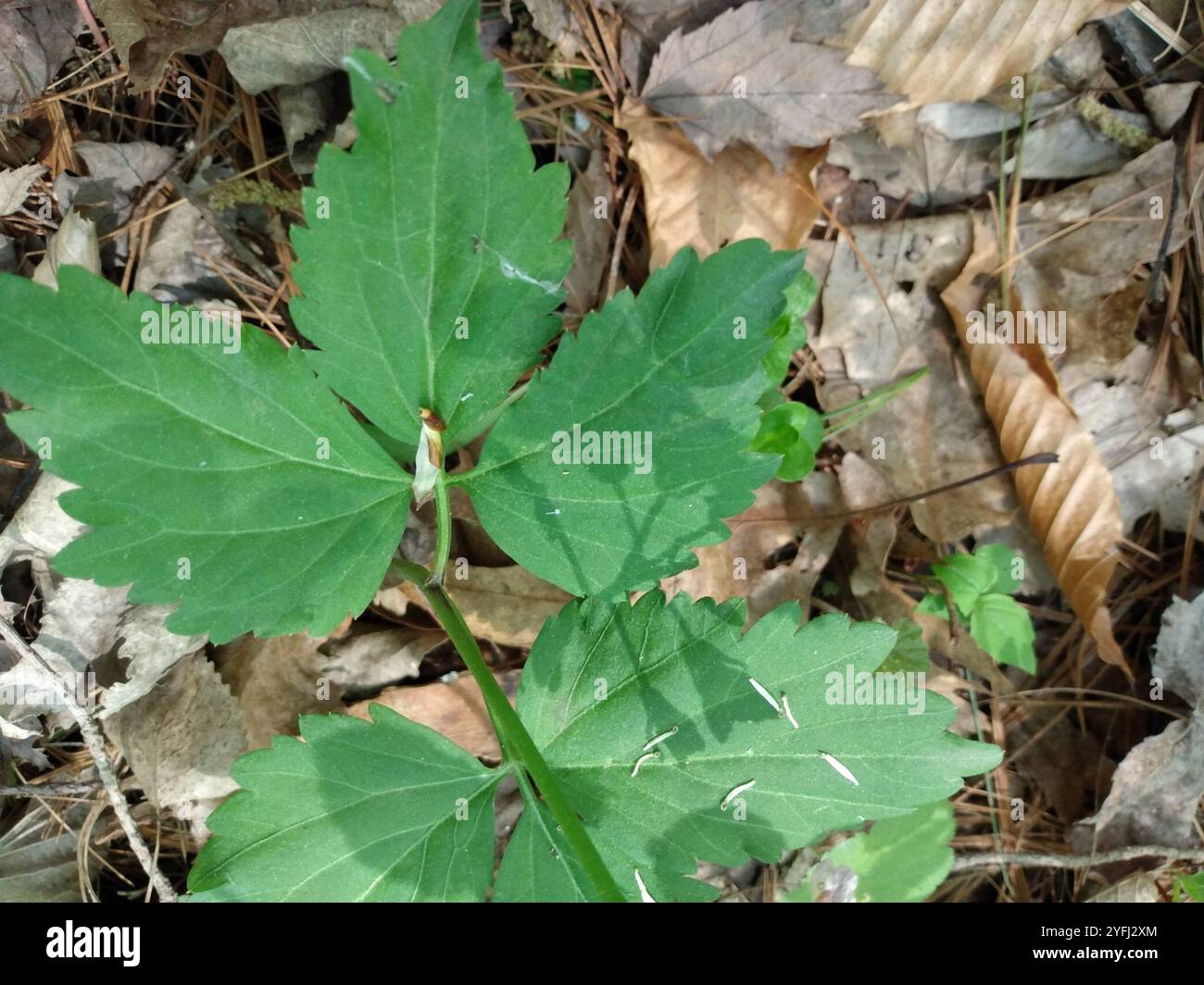 Two-leaved Toothwort (Cardamine diphylla Stock Photo - Alamy