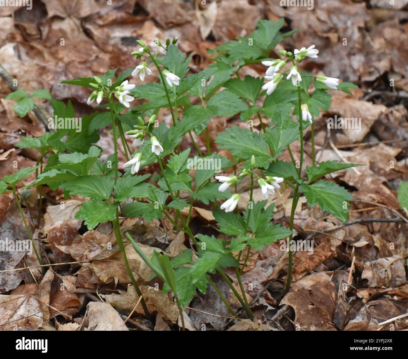 Two-leaved Toothwort (Cardamine diphylla Stock Photo - Alamy