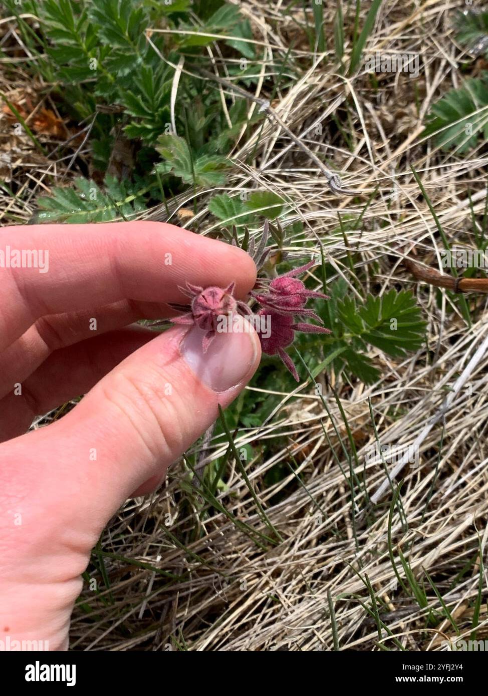 prairie smoke (Geum triflorum Stock Photo - Alamy