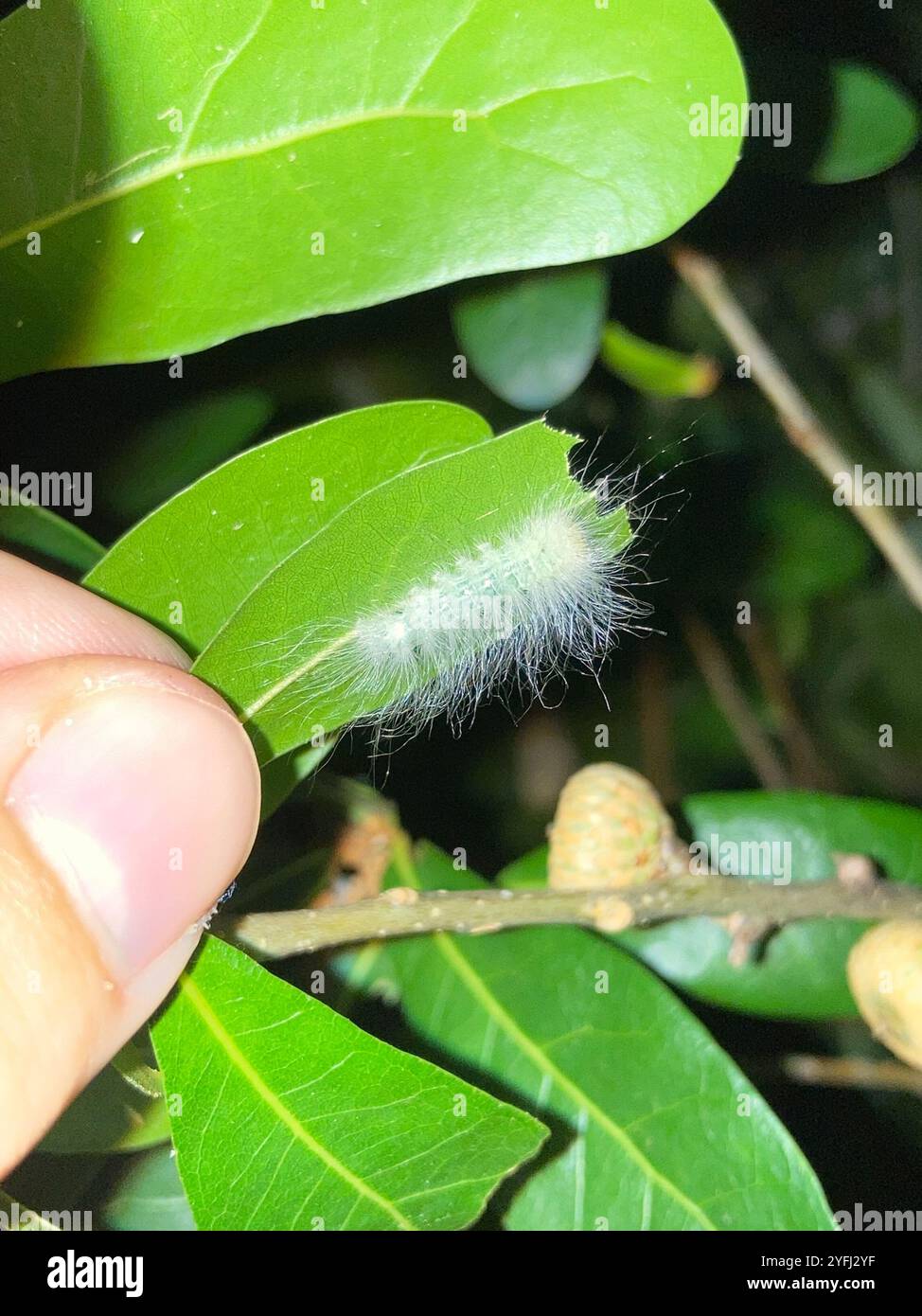 Laugher Moth (Charadra deridens Stock Photo - Alamy