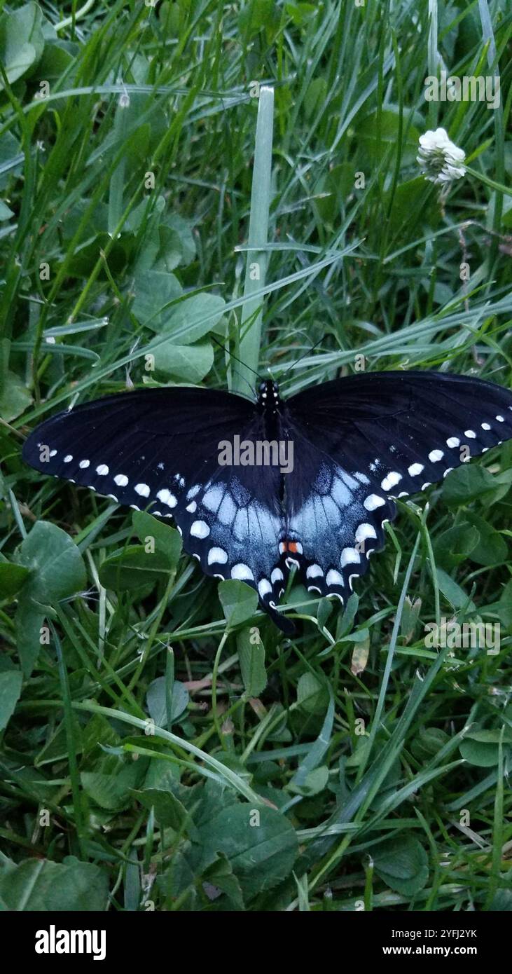Spicebush Swallowtail (Papilio troilus Stock Photo - Alamy