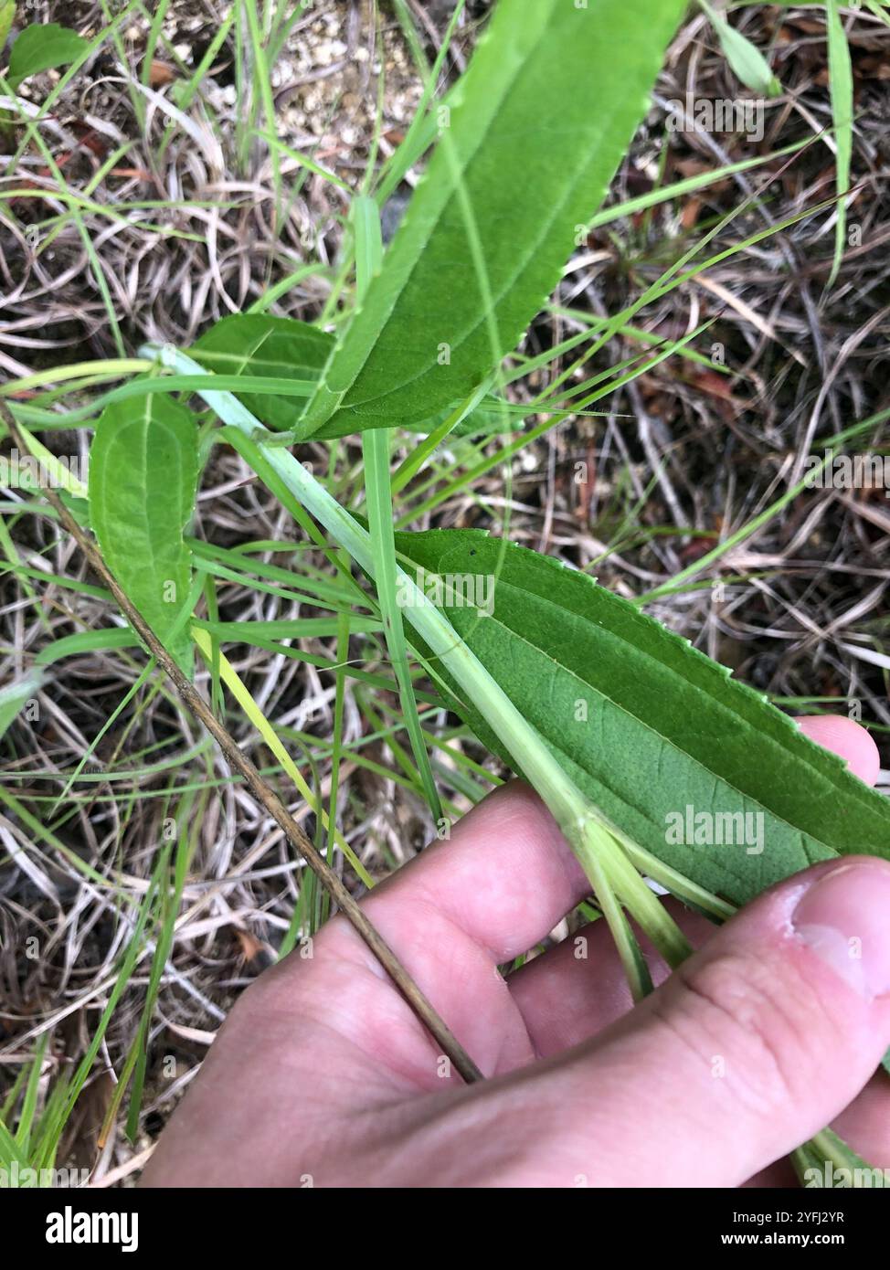 sawtooth sunflower (Helianthus grosseserratus Stock Photo - Alamy