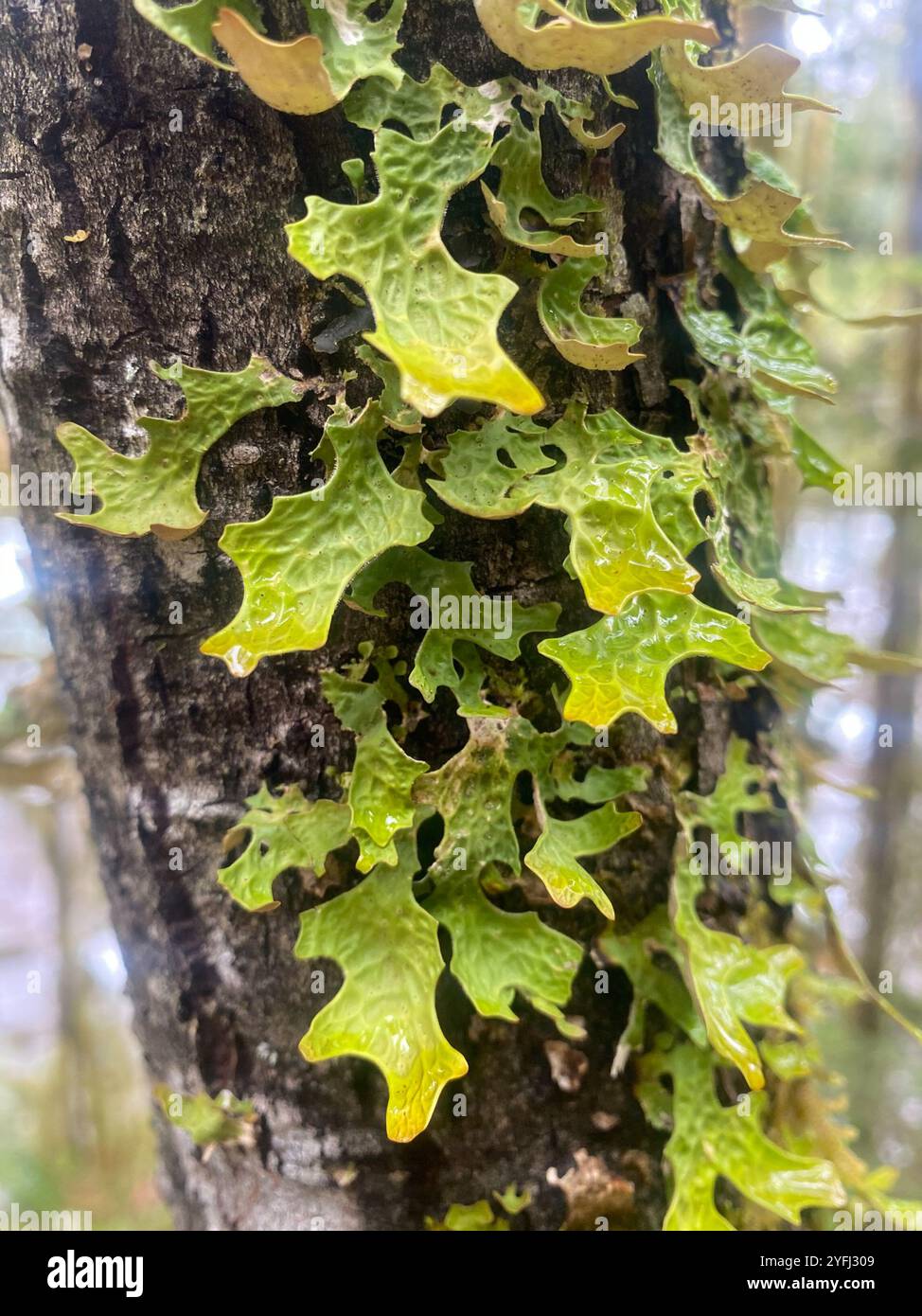 Tree Lungwort (Lobaria pulmonaria Stock Photo - Alamy