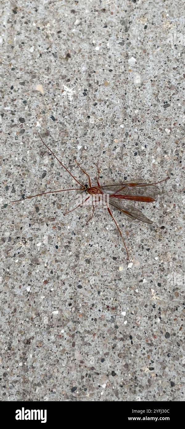 Short-tailed Ichneumonid Wasps (Ophioninae Stock Photo - Alamy