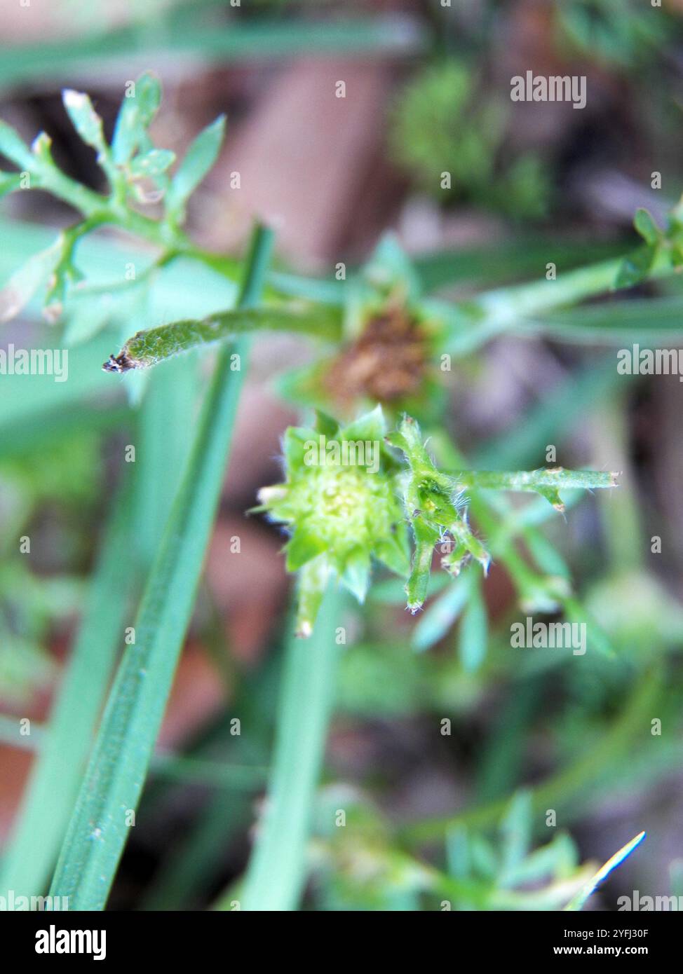 common soliva (Soliva sessilis Stock Photo - Alamy