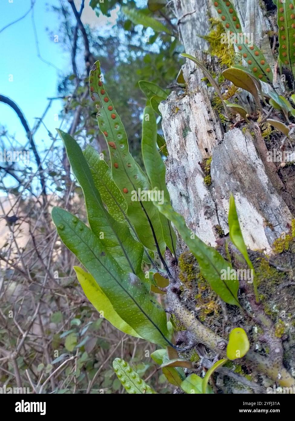 hound's tongue fern (Microsorum pustulatum Stock Photo - Alamy