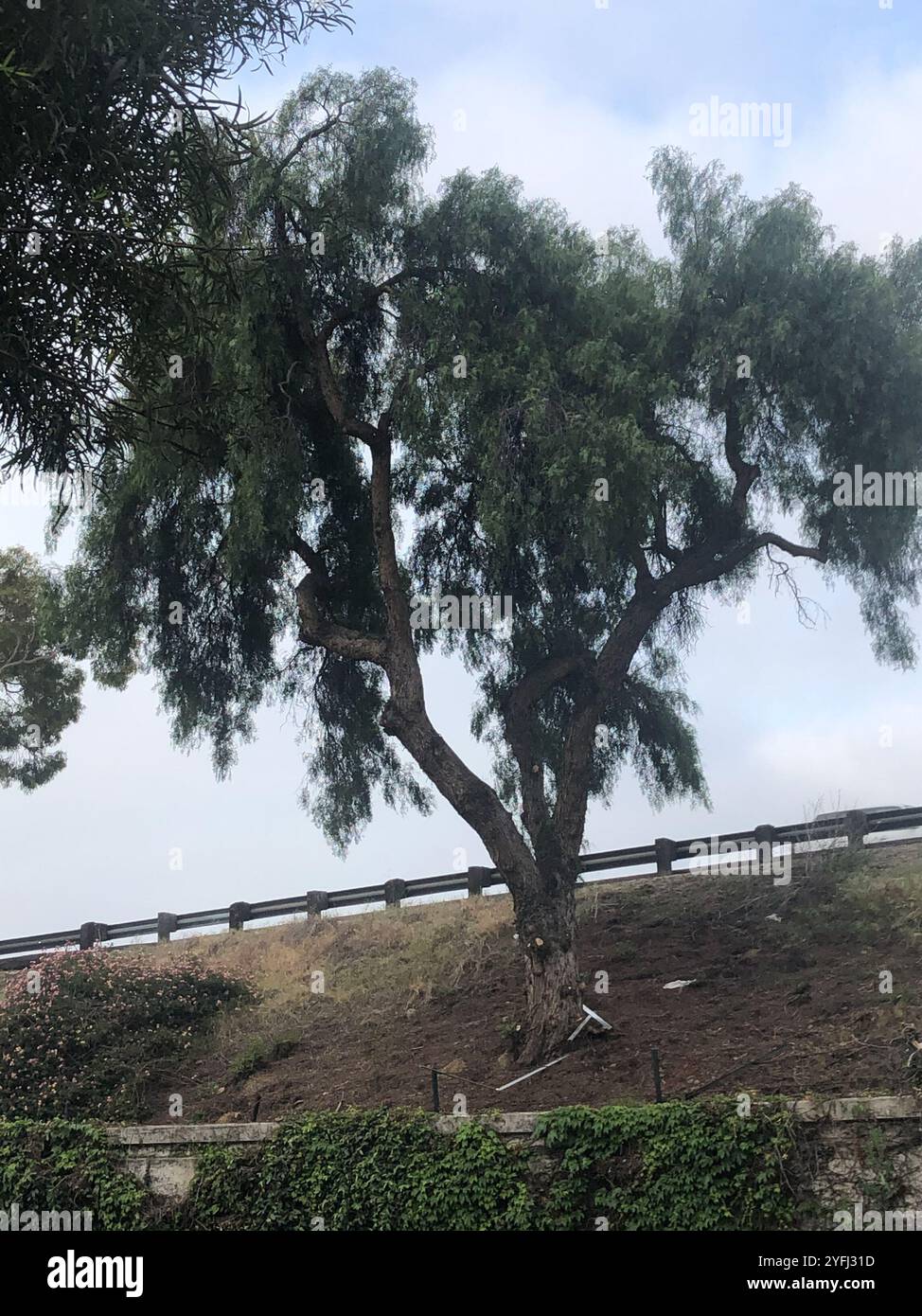 Peruvian Pepper Tree (Schinus molle Stock Photo - Alamy