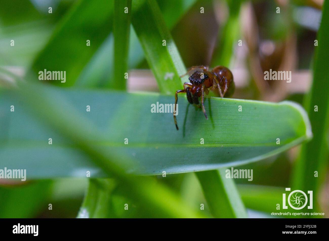 Sarinda hi-res stock photography and images - Alamy