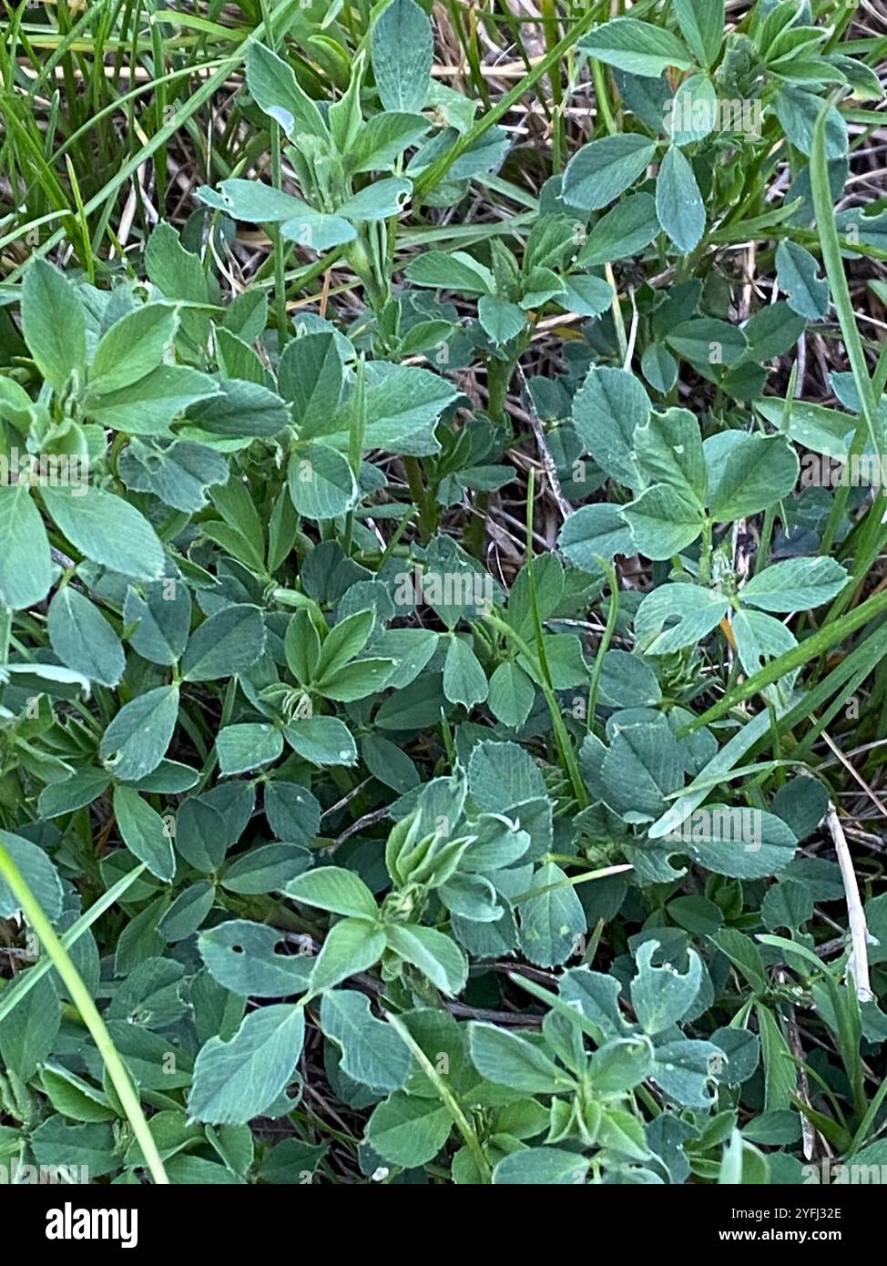Alfalfa Complex (Medicago sativa Stock Photo - Alamy