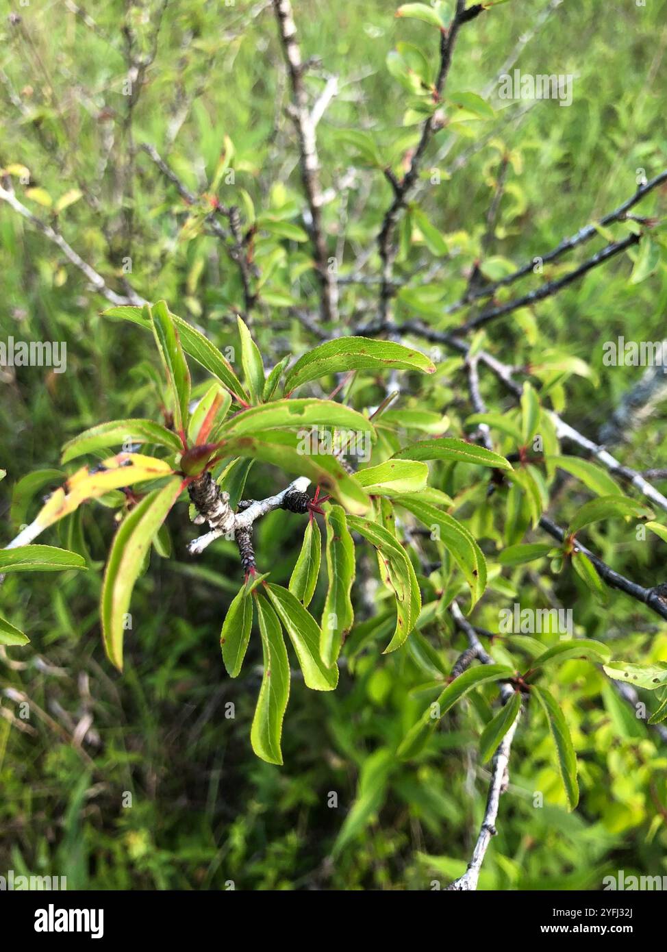 Chickasaw plum (Prunus angustifolia Stock Photo - Alamy