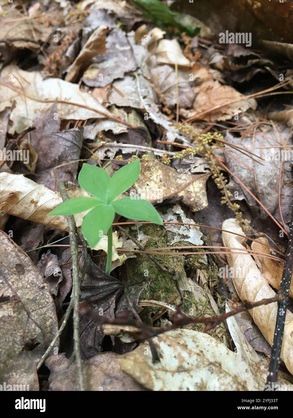 Small Whorled Pogonia (Isotria medeoloides Stock Photo - Alamy