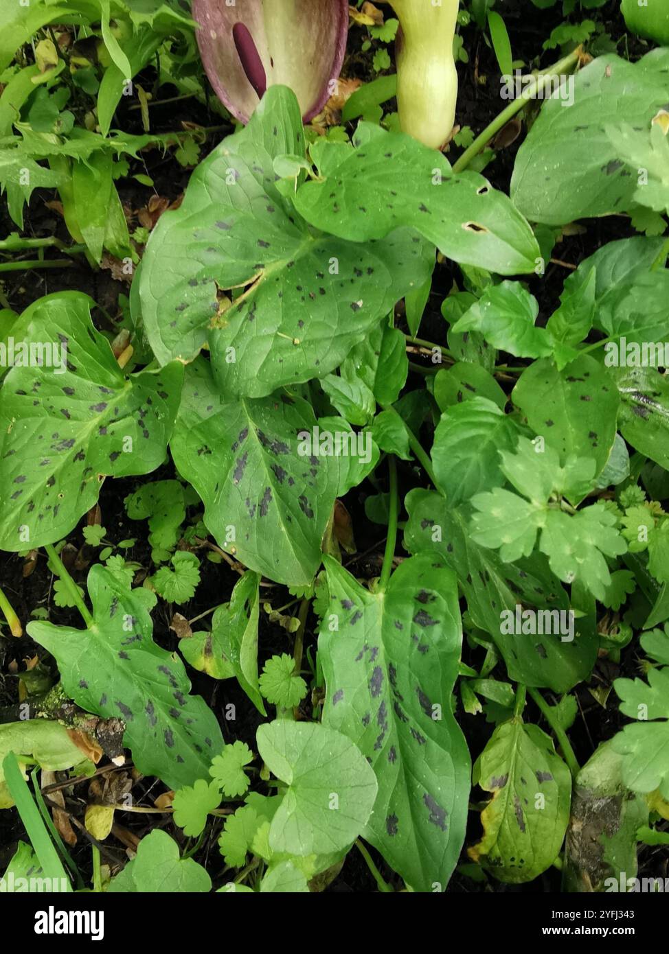 Cuckoo-pint (Arum maculatum Stock Photo - Alamy