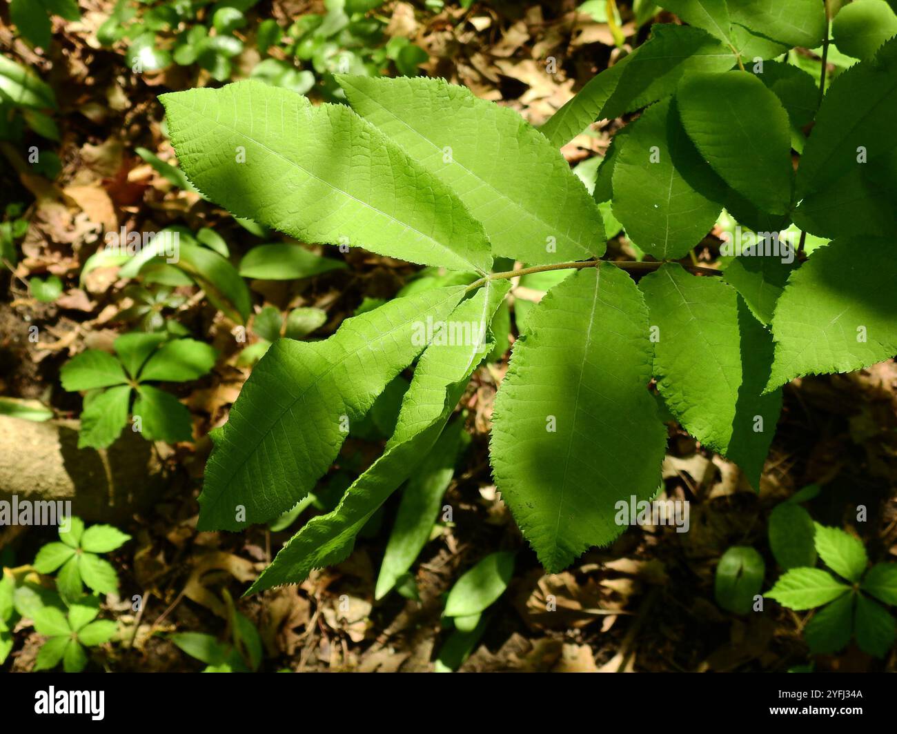 bitternut hickory (Carya cordiformis Stock Photo - Alamy